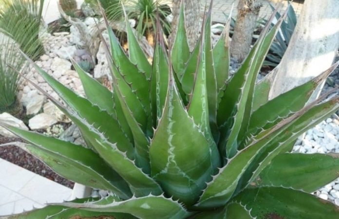 22+ Different Types of Agave Plants: Which One is Right for You? (Photos)