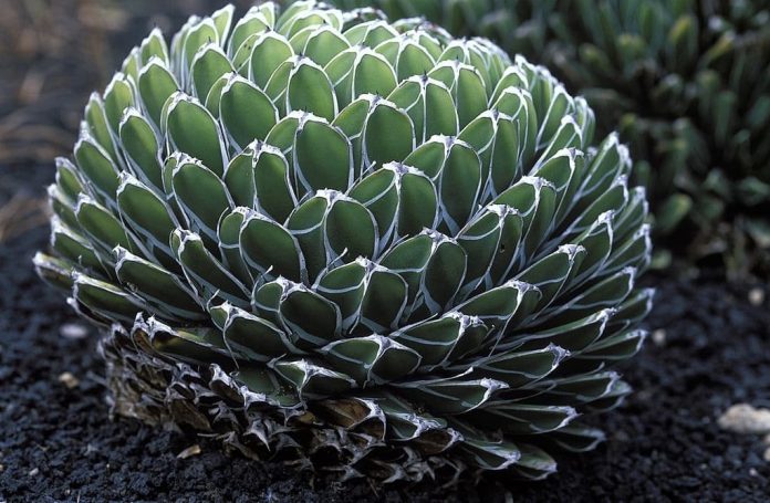 22+ Different Types of Agave Plants: Which One is Right for You? (Photos)