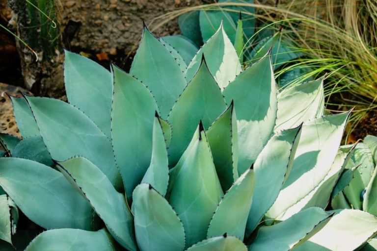 22+ Different Types of Agave Plants: Which One is Right for You? (Photos)