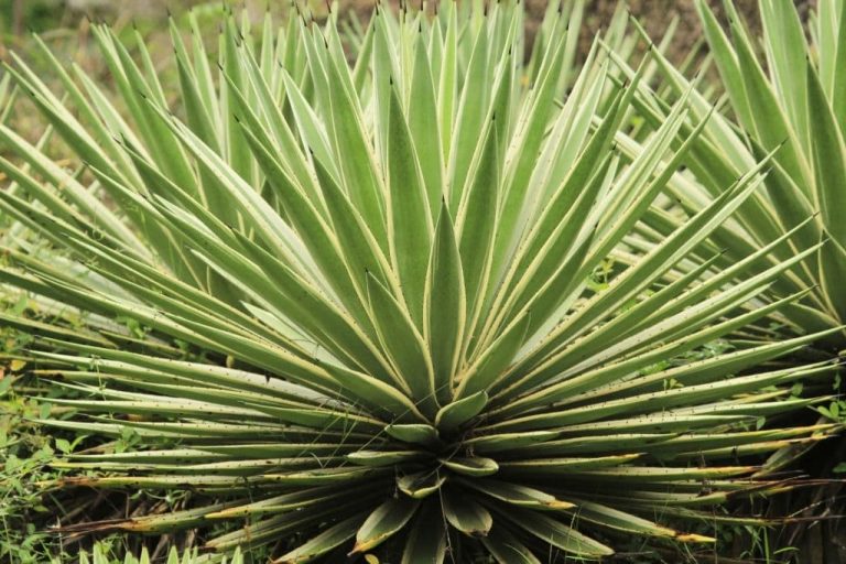 22+ Different Types of Agave Plants: Which One is Right for You? (Photos)