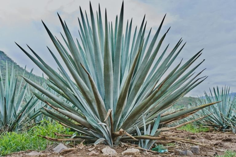 22+ Different Types of Agave Plants: Which One is Right for You? (Photos)