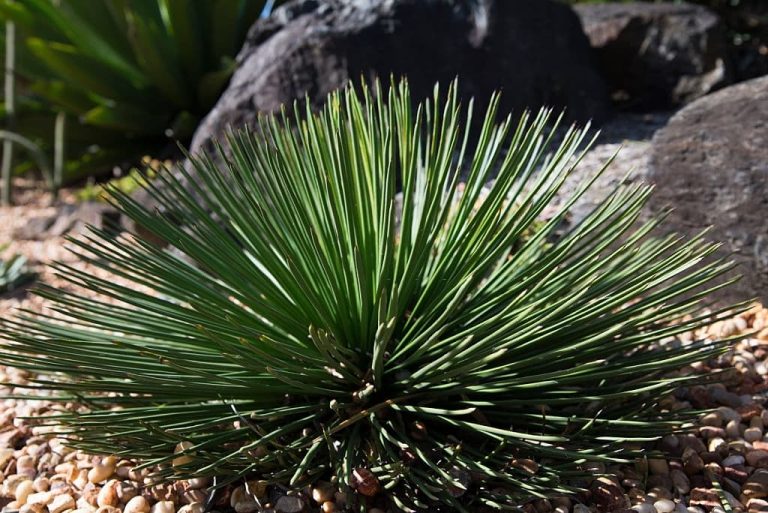 22 Different Types Of Agave Plants Which One Is Right For You Photos