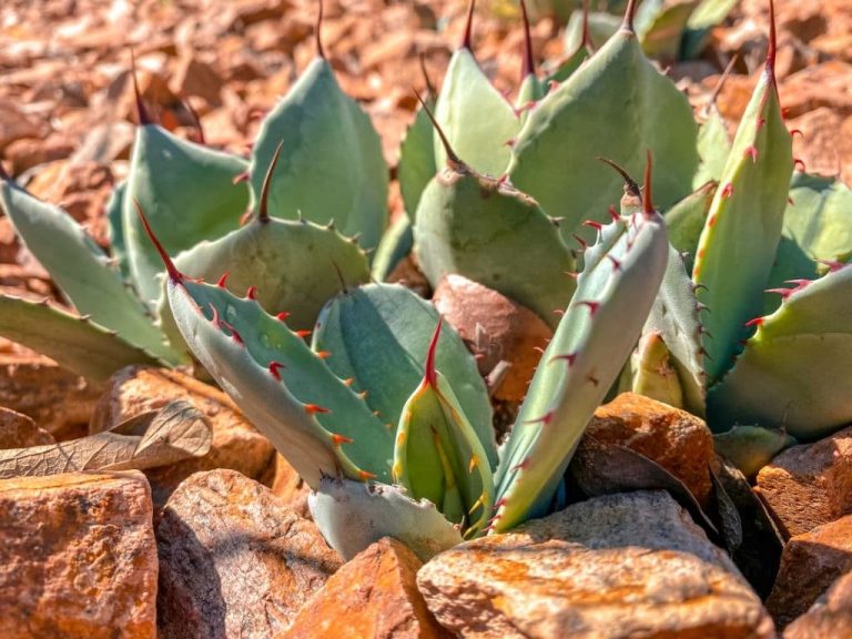 22+ Different Types of Agave Plants: Which One is Right for You? (Photos)