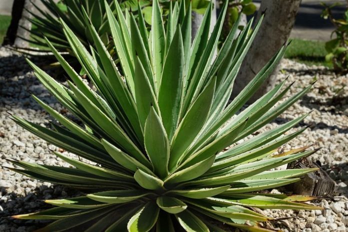 22+ Different Types of Agave Plants: Which One is Right for You? (Photos)