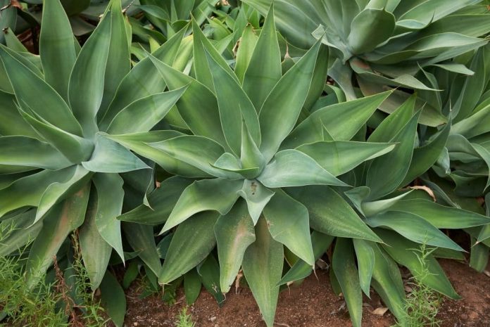 22+ Different Types of Agave Plants: Which One is Right for You? (Photos)