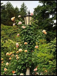 35+ Best Rose Garden Ideas and Designs For 2024 (Photos)
