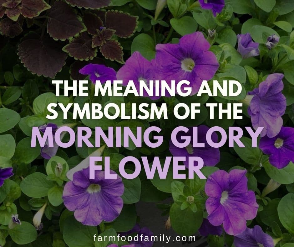 Morning Glory Flower Meaning Spiritual Symbolism And Color Meanings
