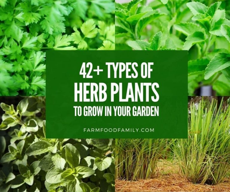 42+ Different Types of Herbs to Grow in Your Garden for Medicinal Use
