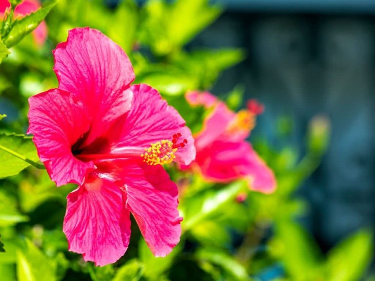 35+ Different Types of Hibiscus: A Comprehensive Guide (With Pictures)