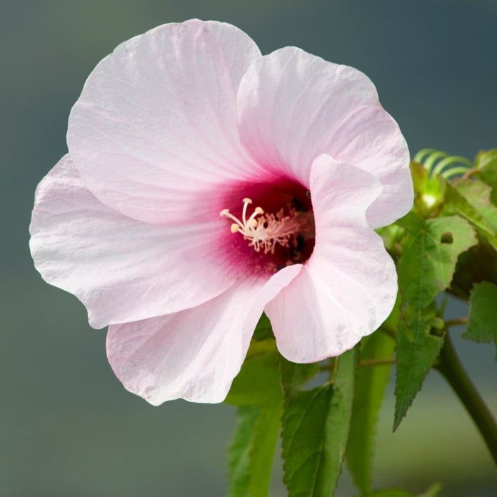 35+ Different Types of Hibiscus: A Comprehensive Guide (With Pictures)