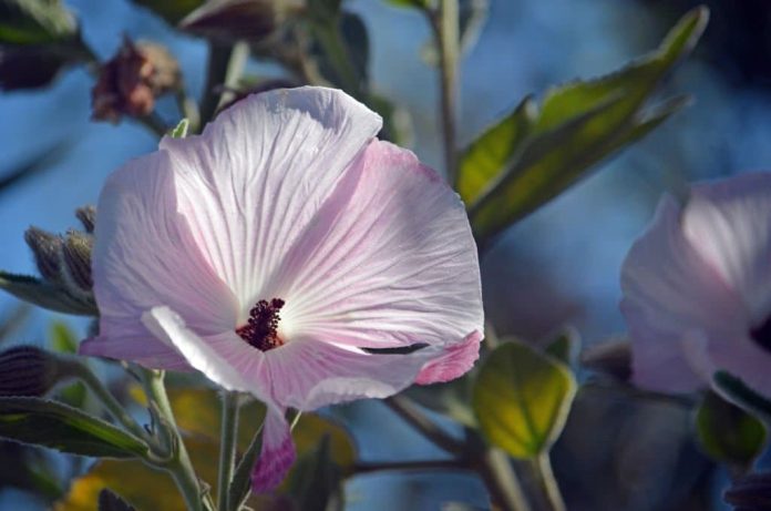 35+ Different Types of Hibiscus: A Comprehensive Guide (With Pictures)