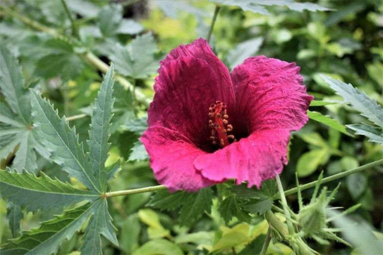 35+ Different Types of Hibiscus: A Comprehensive Guide (With Pictures)