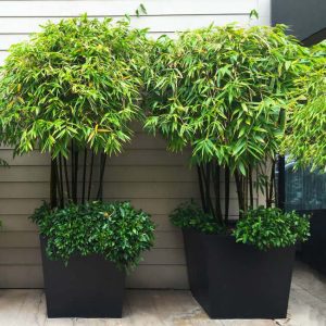 25 Different Types of Bamboo Plants for Landscaping (With Pictures)