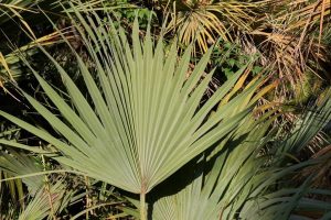 21 Best Small or Dwarf Palm Trees for Your Landscape (With Pictures)