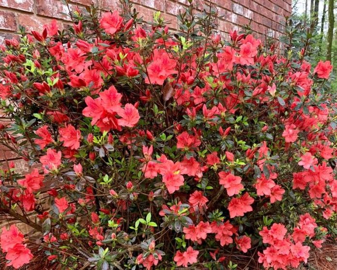26+ Different Types of Azaleas: A Comprehensive Guide (Photos)