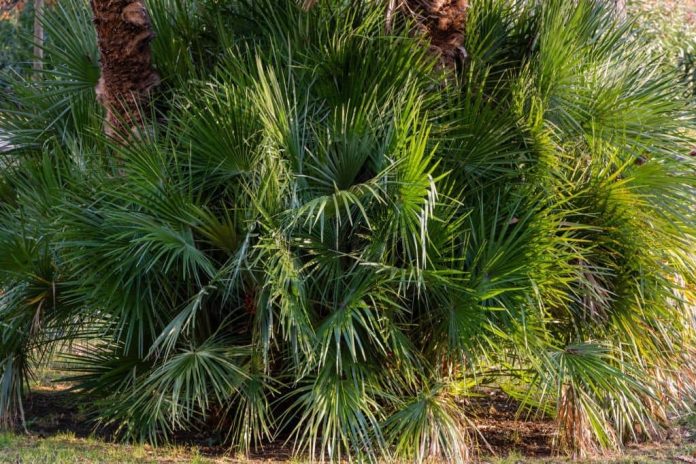 21 Best Small or Dwarf Palm Trees for Your Landscape (With Pictures)