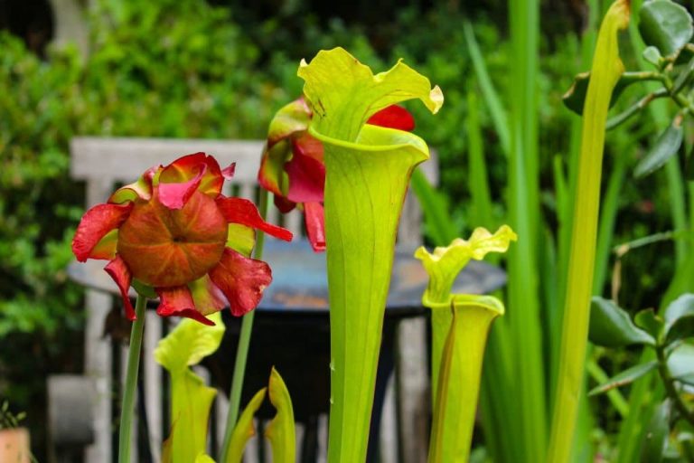23 Carnivorous Plants That Eat Bugs: A Guide to Natural Pest Control