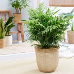 21 Best Small or Dwarf Palm Trees for Your Landscape (With Pictures)