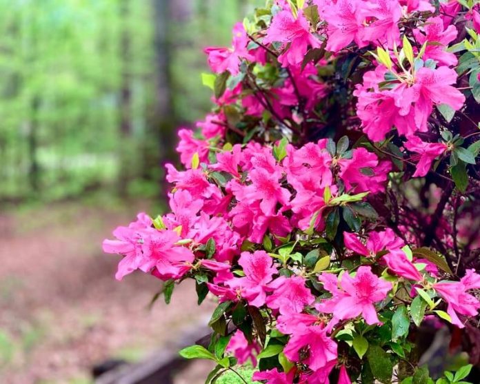 26+ Different Types of Azaleas: A Comprehensive Guide (Photos)