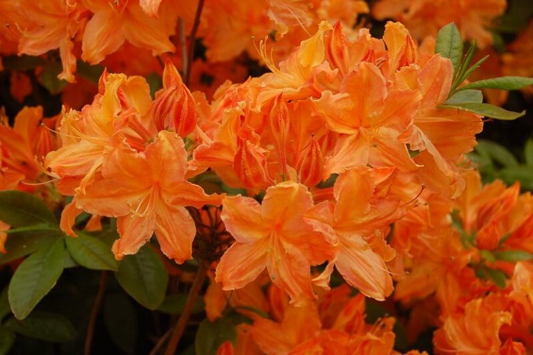 26+ Different Types of Azaleas: A Comprehensive Guide (Photos)