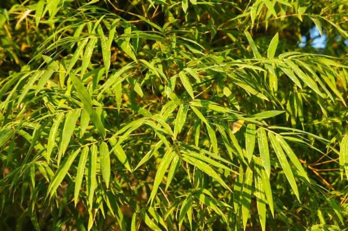 25 Different Types of Bamboo Plants for Landscaping (With Pictures)