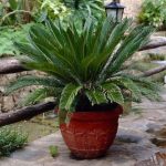 21 Best Small or Dwarf Palm Trees for Your Landscape (With Pictures)