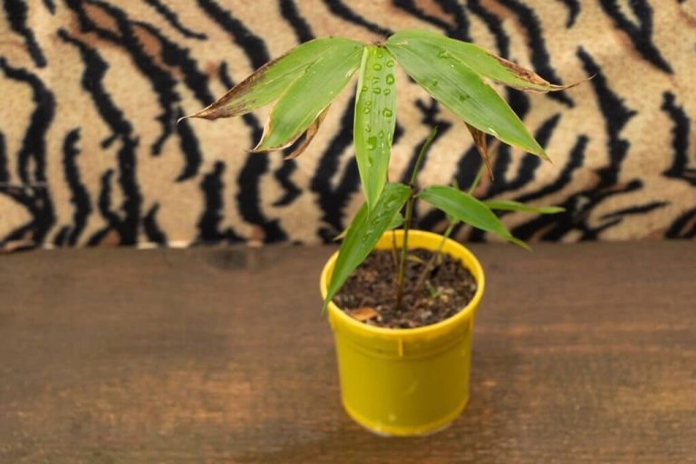 25 Different Types of Bamboo Plants for Landscaping (With Pictures)