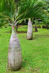 21 Best Small or Dwarf Palm Trees for Your Landscape (With Pictures)