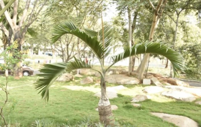 21 Best Small or Dwarf Palm Trees for Your Landscape (With Pictures)