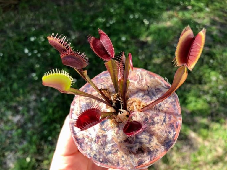 23 Carnivorous Plants That Eat Bugs: A Guide to Natural Pest Control