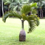 21 Best Small or Dwarf Palm Trees for Your Landscape (With Pictures)