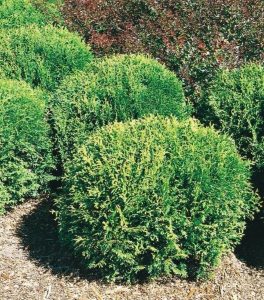 24 Different Types of Arborvitae Trees for Your Yard (With Pictures)
