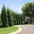24 Different Types of Arborvitae Trees for Your Yard (With Pictures)