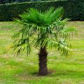 21 Best Small or Dwarf Palm Trees for Your Landscape (With Pictures)