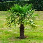 21 Best Small or Dwarf Palm Trees for Your Landscape (With Pictures)
