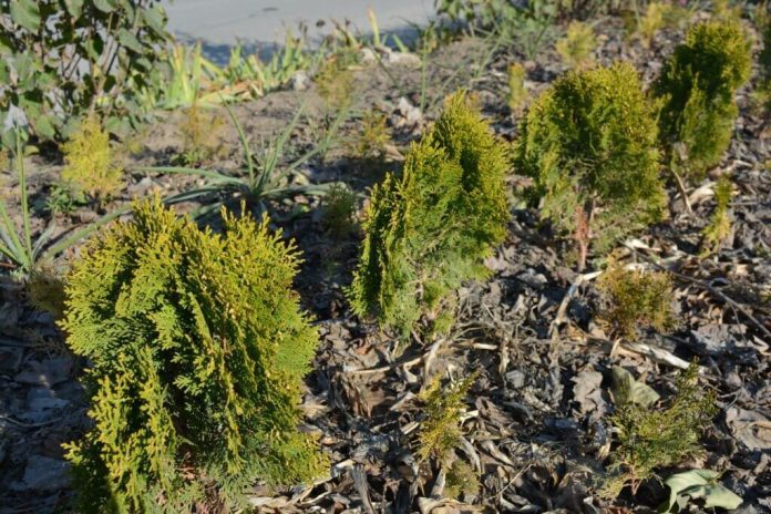 24 Different Types of Arborvitae Trees for Your Yard (With Pictures)