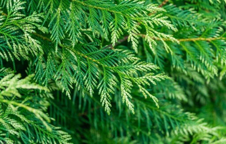 24 Different Types of Arborvitae Trees for Your Yard (With Pictures)