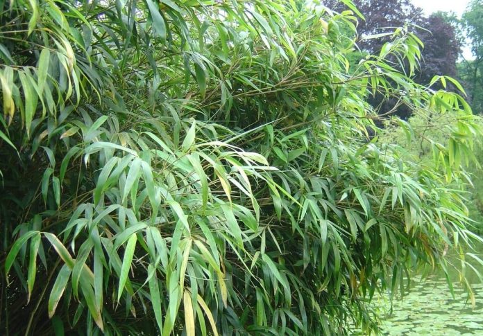 25 Different Types of Bamboo Plants for Landscaping (With Pictures)