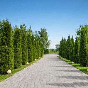 24 Different Types of Arborvitae Trees for Your Yard (With Pictures)