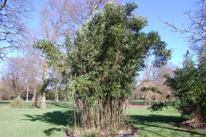 25 Different Types of Bamboo Plants for Landscaping (With Pictures)