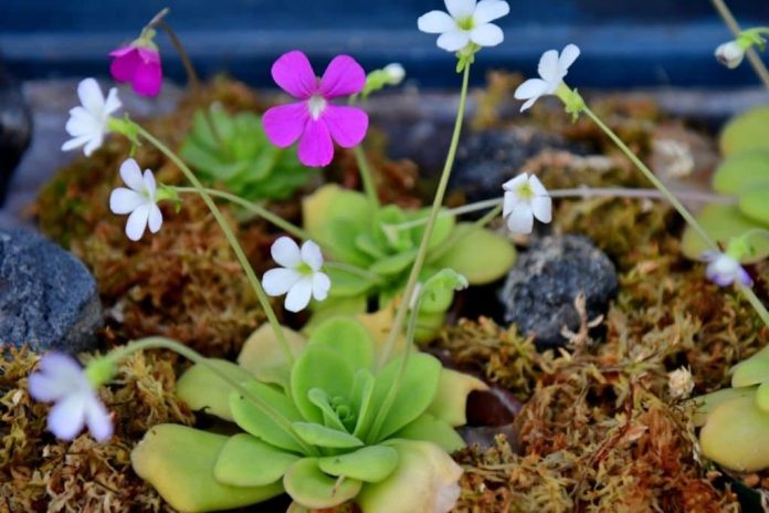 23 Carnivorous Plants That Eat Bugs: A Guide to Natural Pest Control