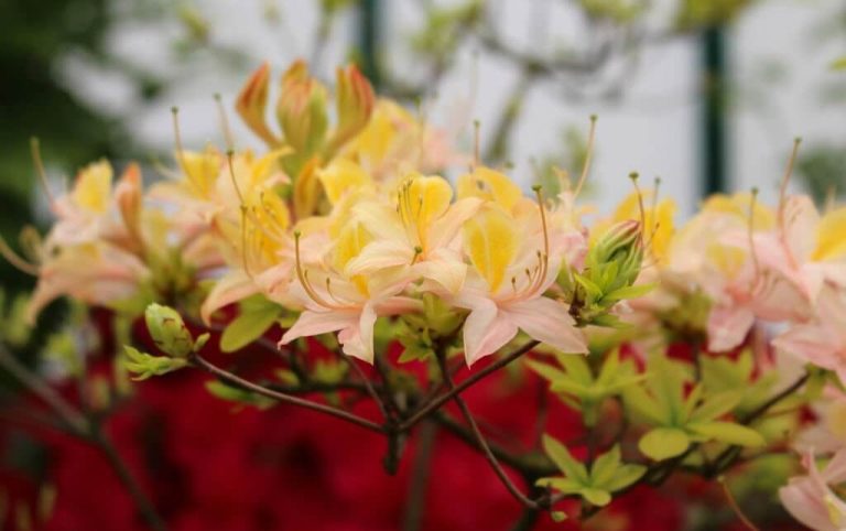 26+ Different Types of Azaleas: A Comprehensive Guide (Photos)
