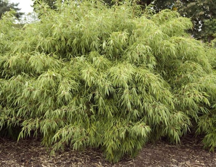 25 Different Types of Bamboo Plants for Landscaping (With Pictures)