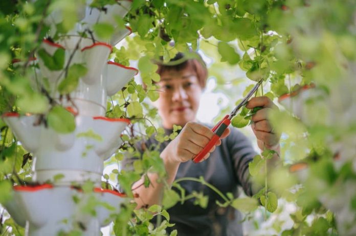 11 Types of Crops Great For Vertical Farming - FarmFoodFamily