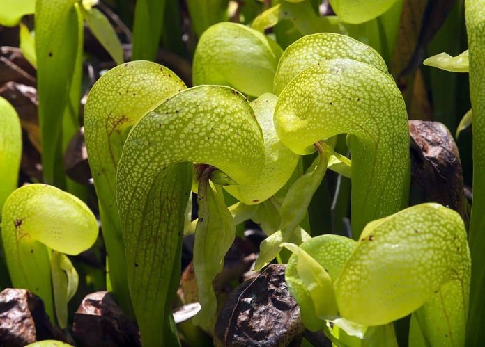 23 Carnivorous Plants That Eat Bugs: A Guide to Natural Pest Control