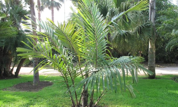 21 Best Small or Dwarf Palm Trees for Your Landscape (With Pictures)