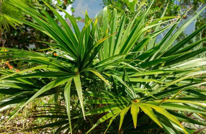 21 Best Small or Dwarf Palm Trees for Your Landscape (With Pictures)