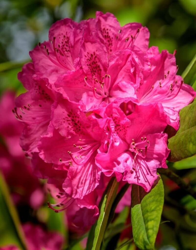 26+ Different Types of Azaleas: A Comprehensive Guide (Photos)
