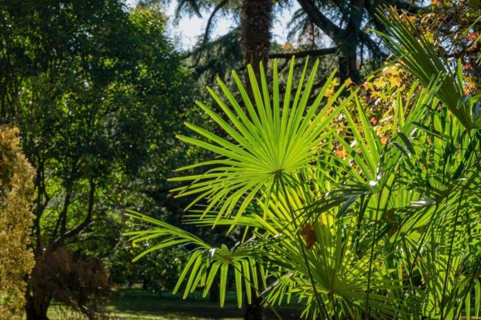 Windmill Palm Tree Care: How To Grow Trachycarpus fortunei