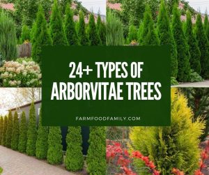 24 Different Types of Arborvitae Trees for Your Yard (With Pictures)